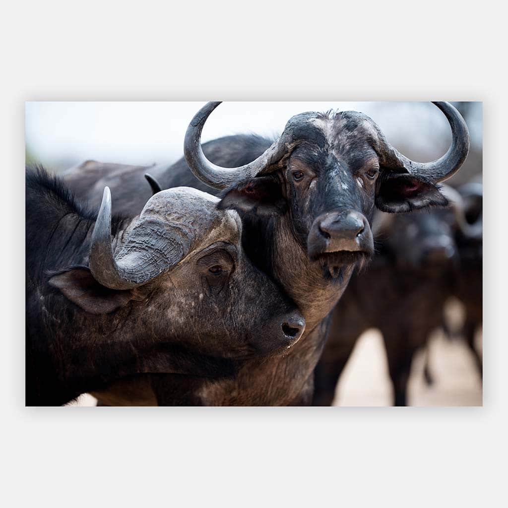 Wandpaneel Afrikaanse buffels - FotoprintXL