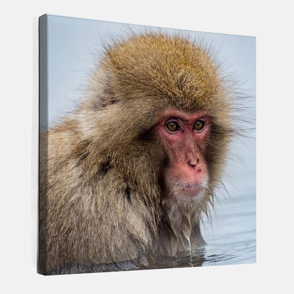 Canvas Japanse Makaak in het water - FotoprintXL
