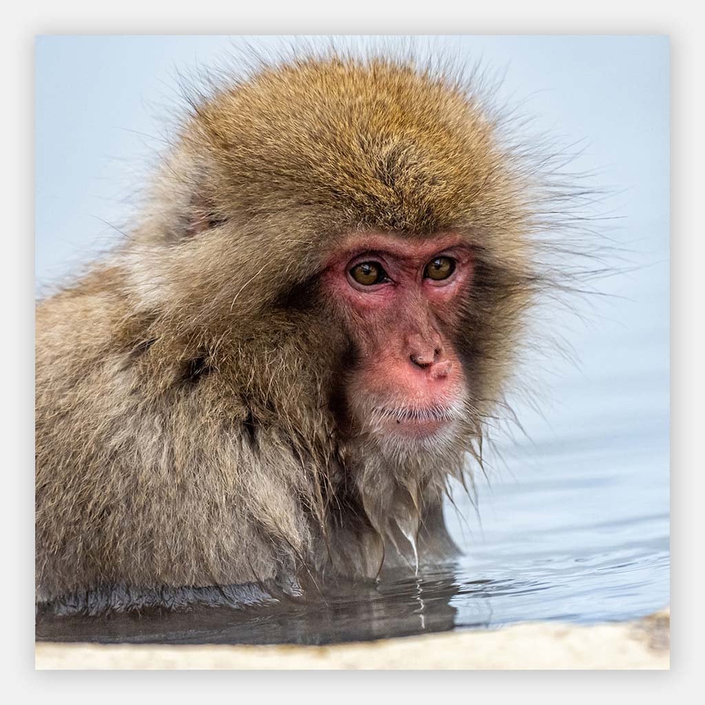 Wandpaneel Japanse Makaak in het water - FotoprintXL