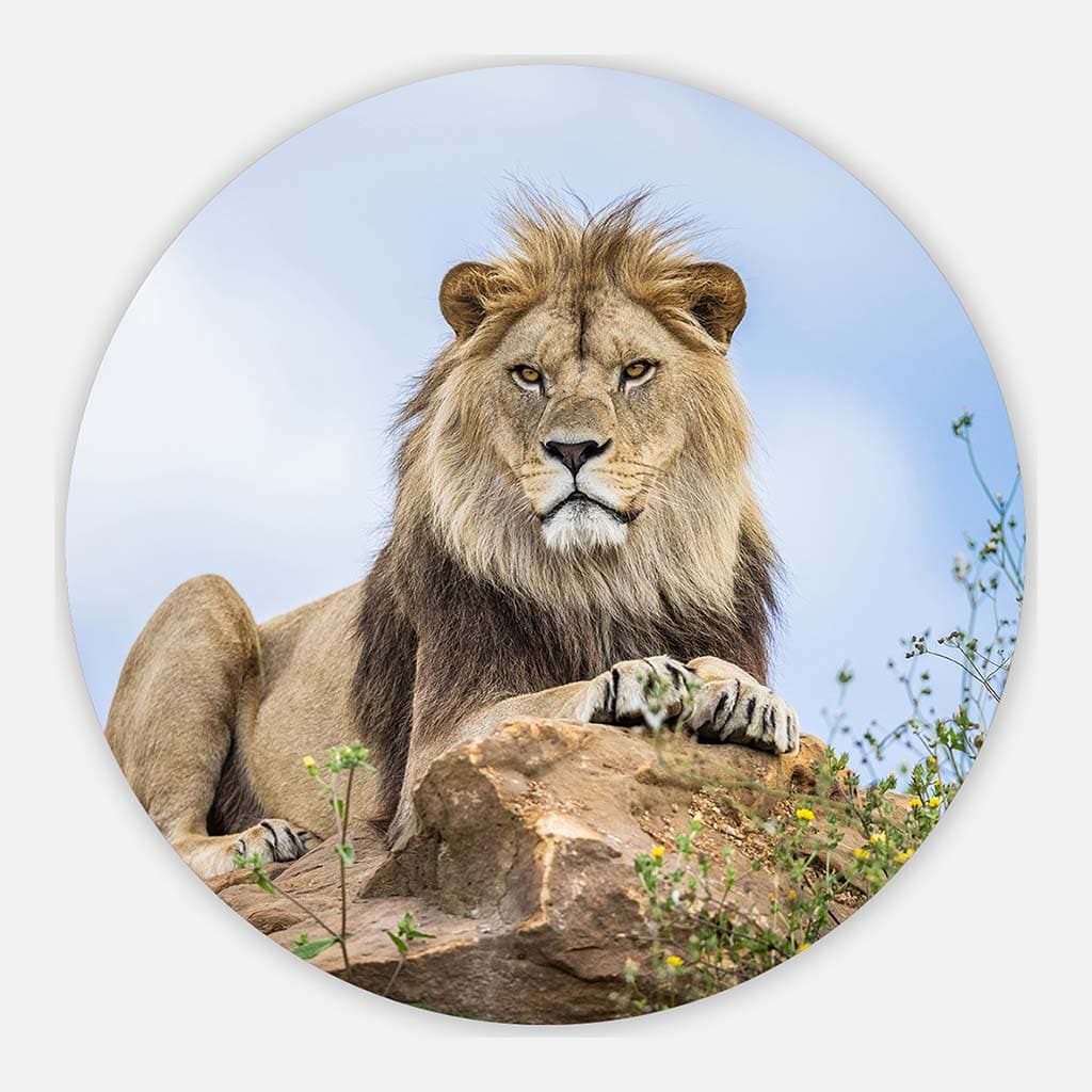 Muurcirkel Leeuw boos - FotoprintXL